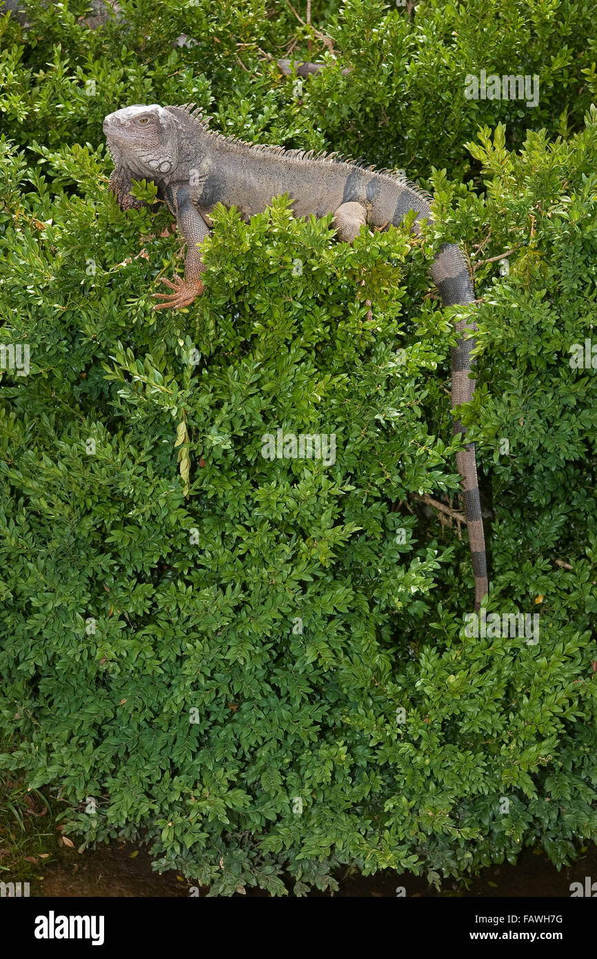 Leguane hi-res stock photography and images - Alamy