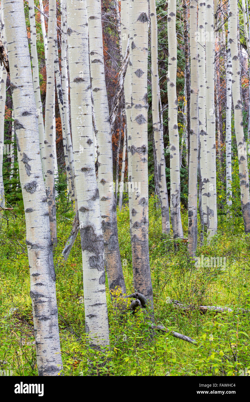 Aspen Trees, Aspen Forest, Jasper Nationalpark, Pyramid lake, Alberta ...
