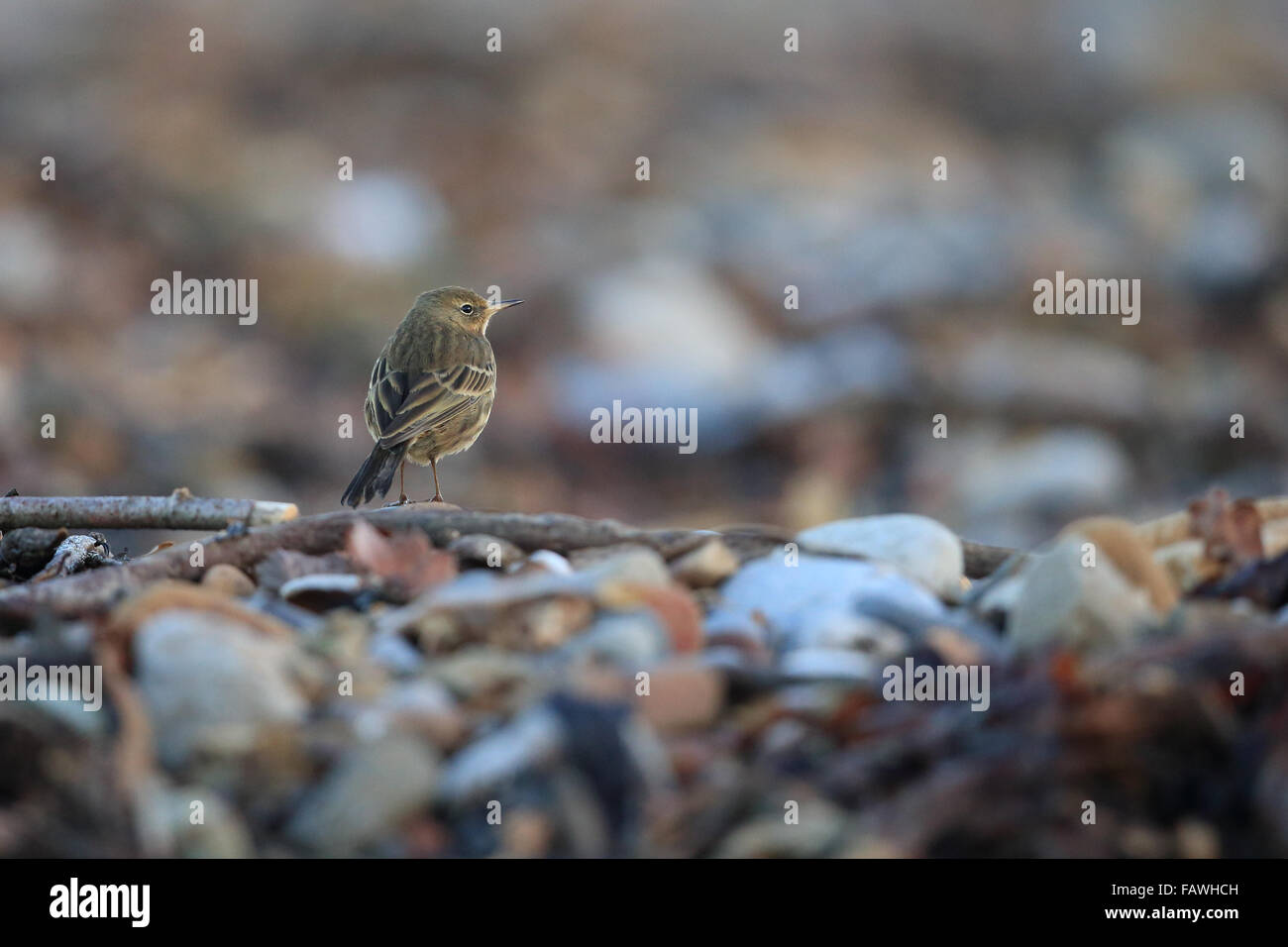 Anthus petrosus hi-res stock photography and images - Alamy