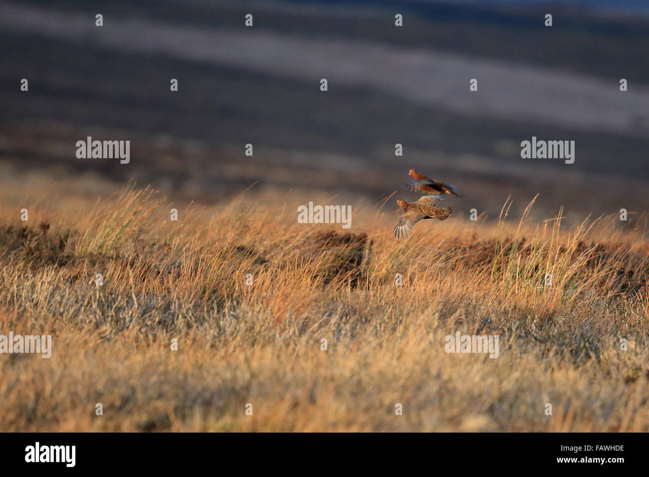 Flying red grouse hi-res stock photography and images - Alamy