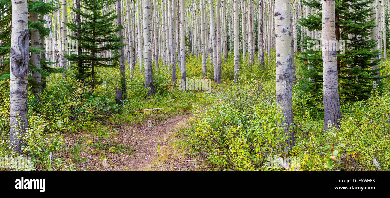 Aspen forest, trees, Pyramid Lake, Jasper Nationalpark, Alberta, Canada ...