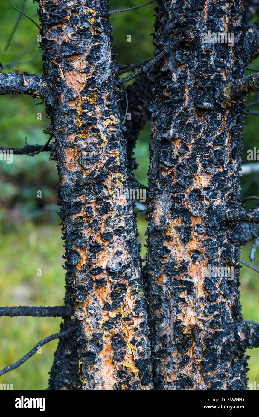 Burnt tree trunks, Forest fire, Valley Of Five Lakes, Jasper ...