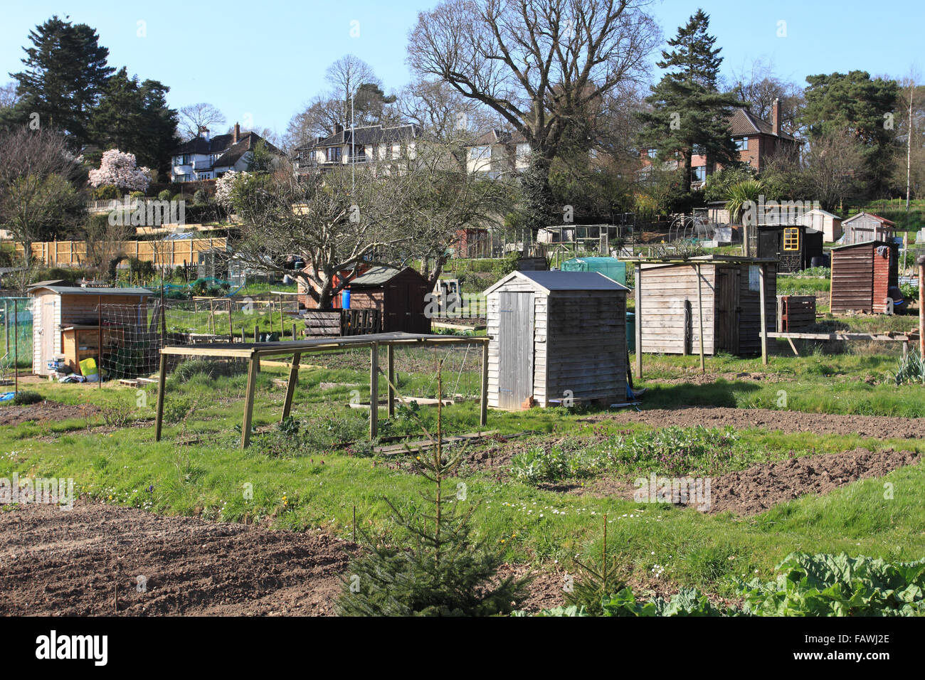 Allotment in Norwich, prepare ground for next season, Norfolk, UK Stock ...