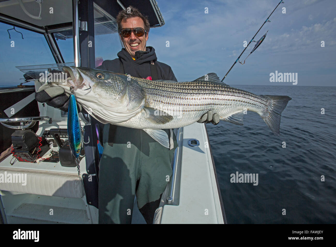 Fisherman holding a fresh caught Striped Bass; Cape Cod, Massachusetts ...