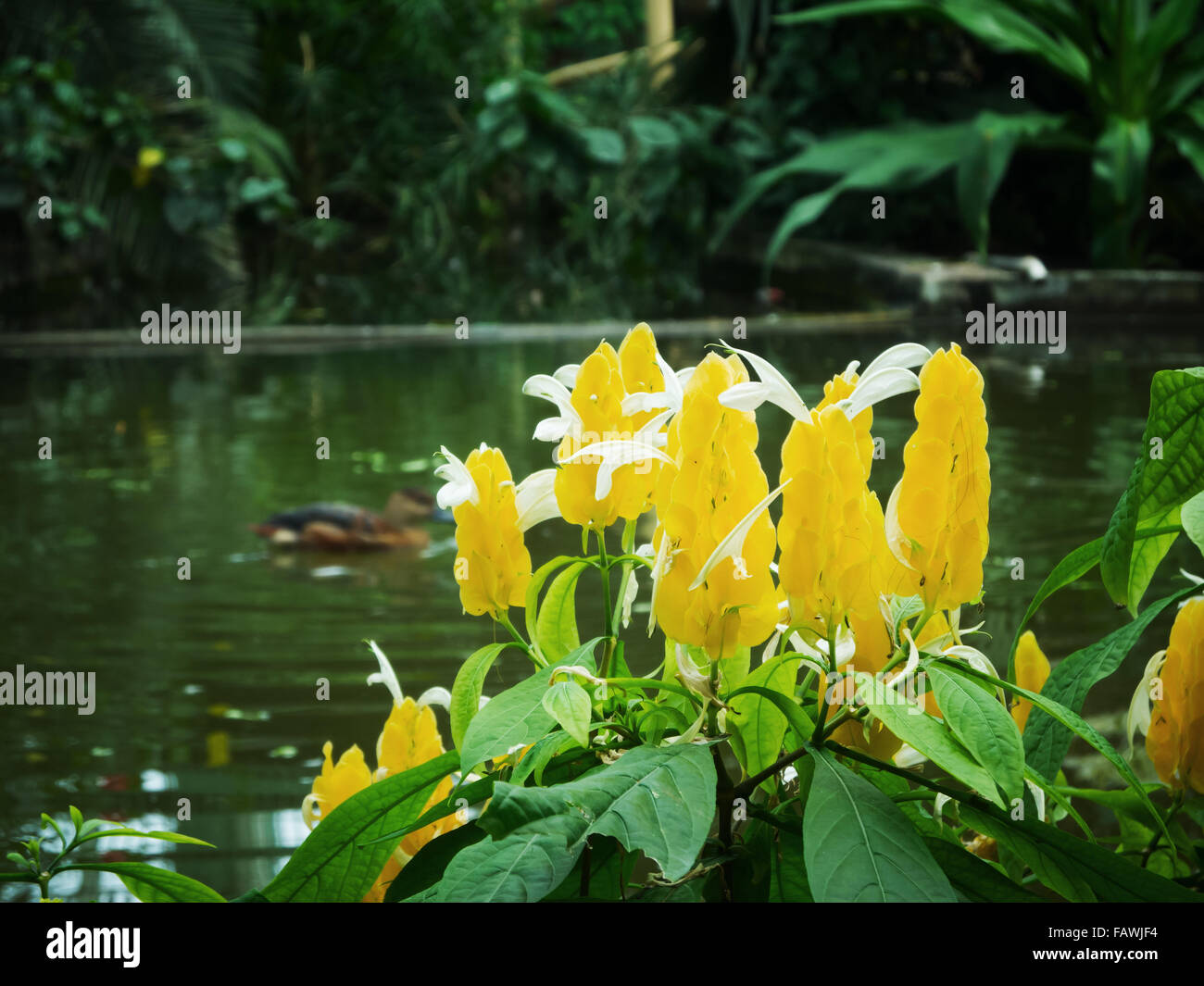Close-up of bright yellow flowers of a marsh plant at the pond with ...