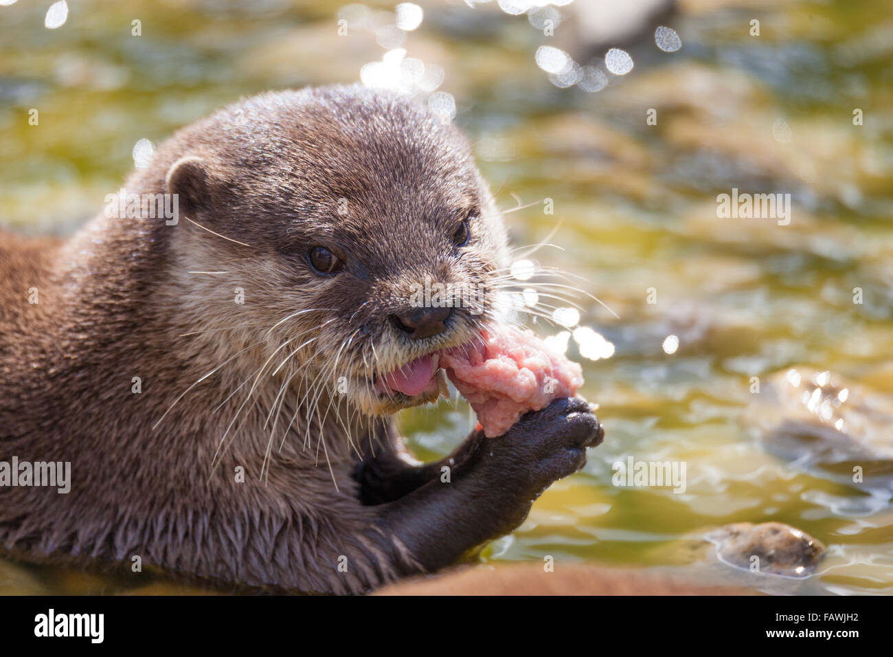 Otter swimming eating in river hi-res stock photography and images - Alamy