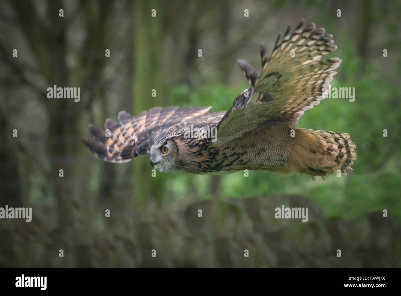 Eagle Owl in flight Stock Photo - Alamy