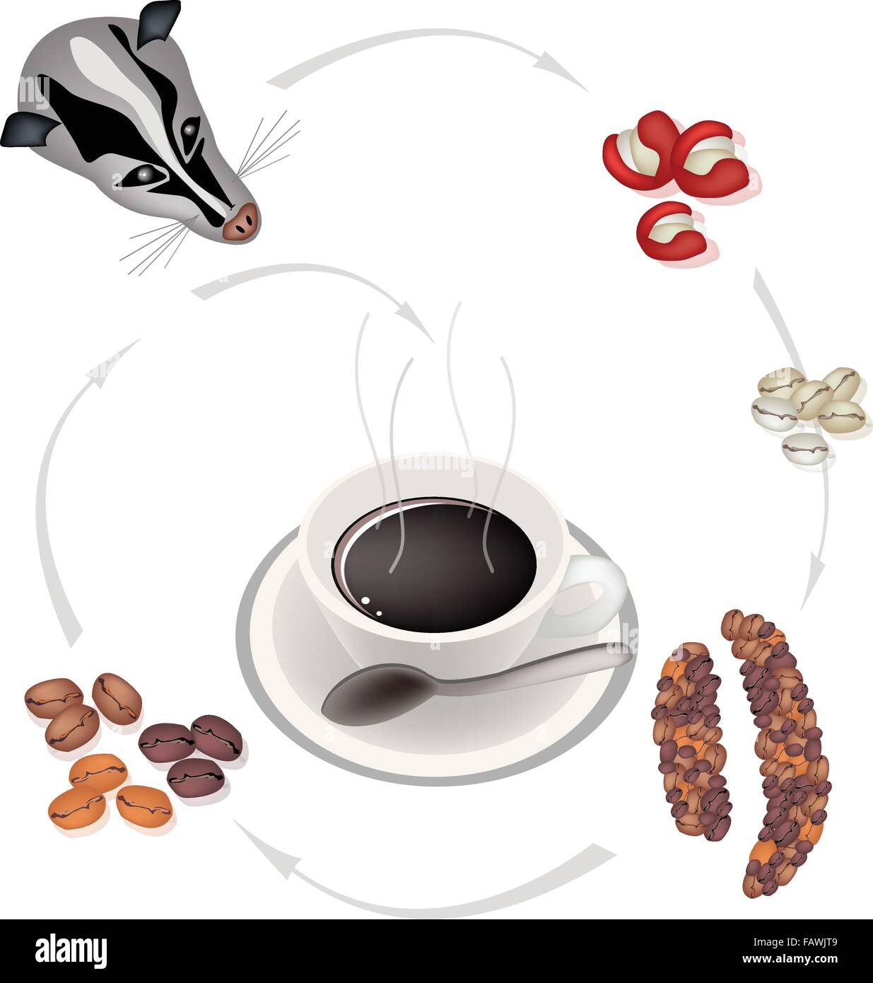 A Cup of Kopi Luwak Coffee with Processing of Civet Coffee from Coffee ...