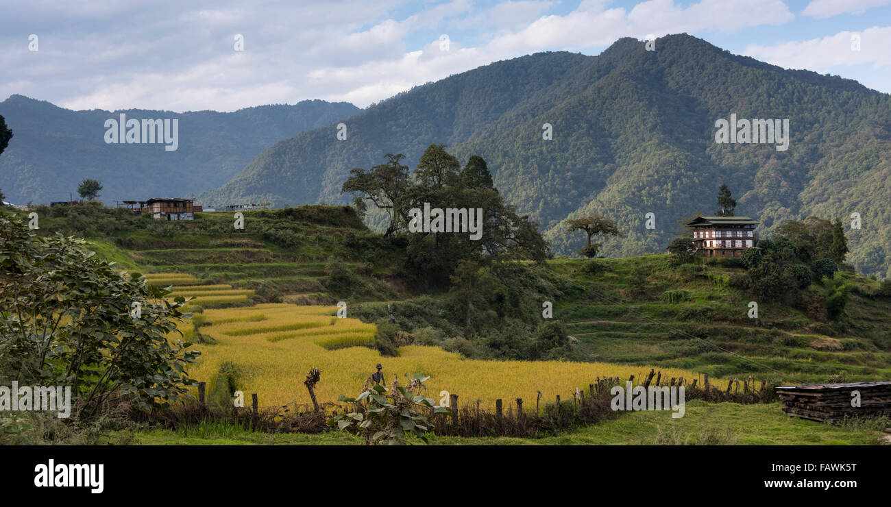 Rural landscape in a valley; Thimphu, Bhutan Stock Photo - Alamy