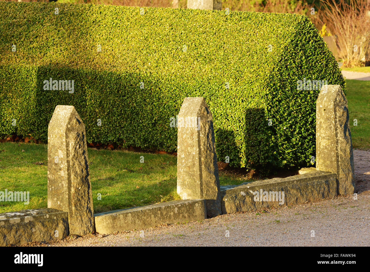 Common evergreen box (Buxus sempervirens) also known as European box ...