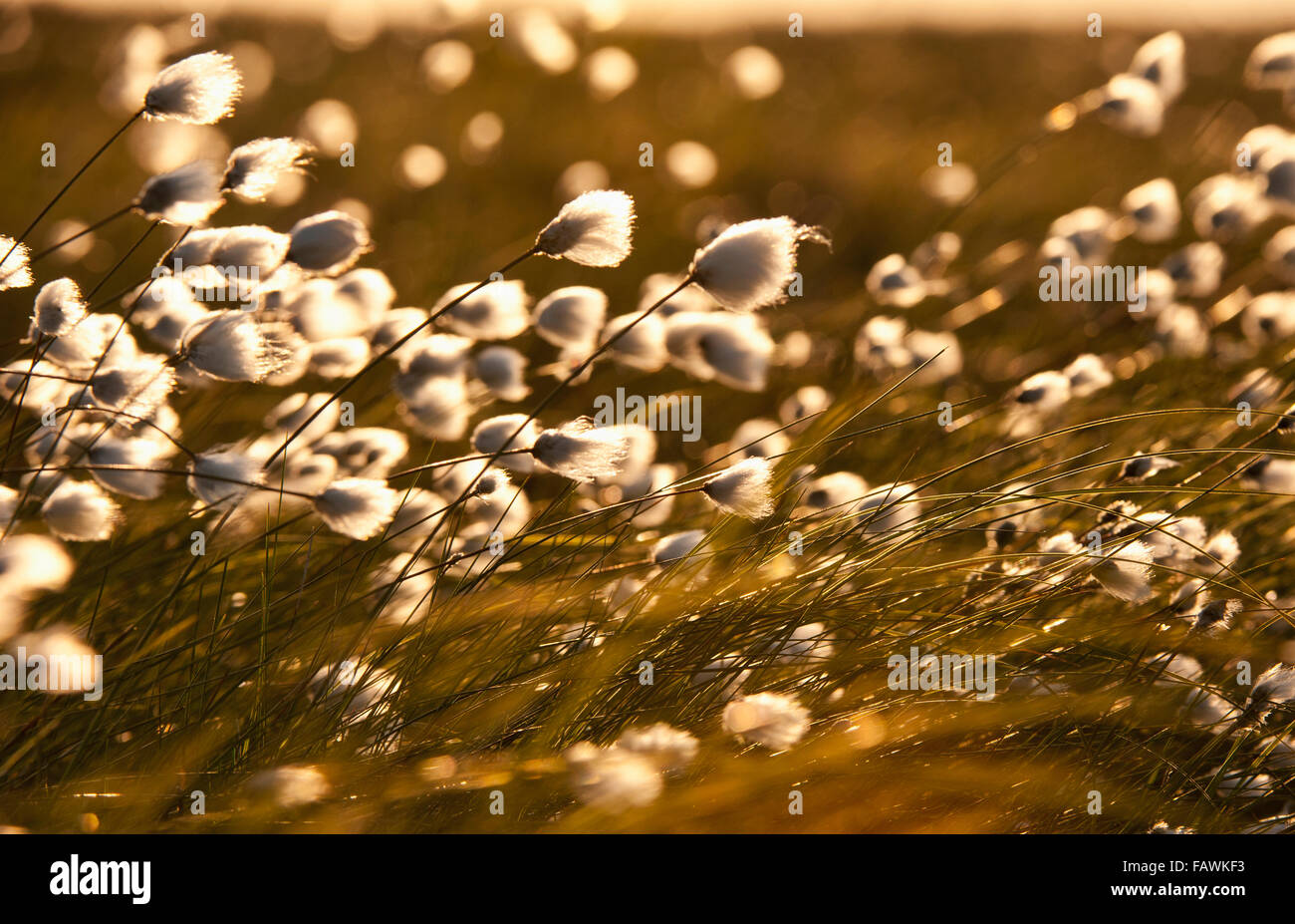 Alaska cotton flower hi-res stock photography and images - Alamy