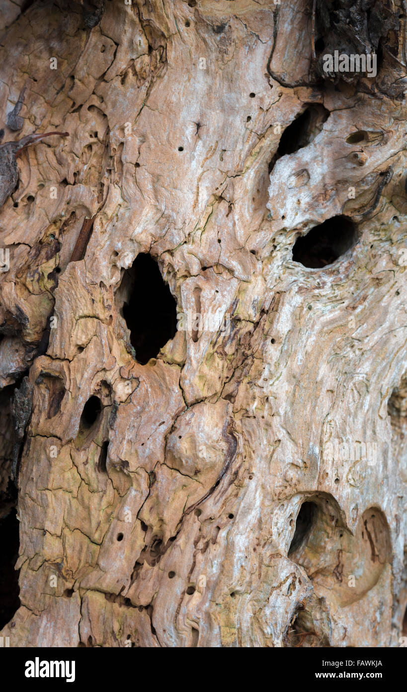Rotting Tree Trunk High Resolution Stock Photography and Images - Alamy