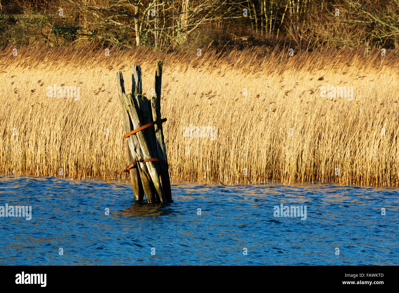 Old rotting wooden leftover from earlier mooring place in the bay. Reed ...