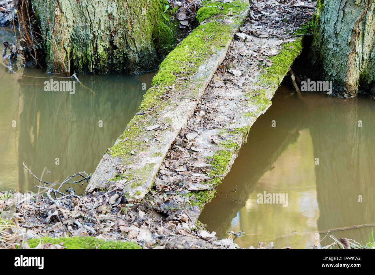 Small old and moss covered crossing over a small creek. Dry leaves ...