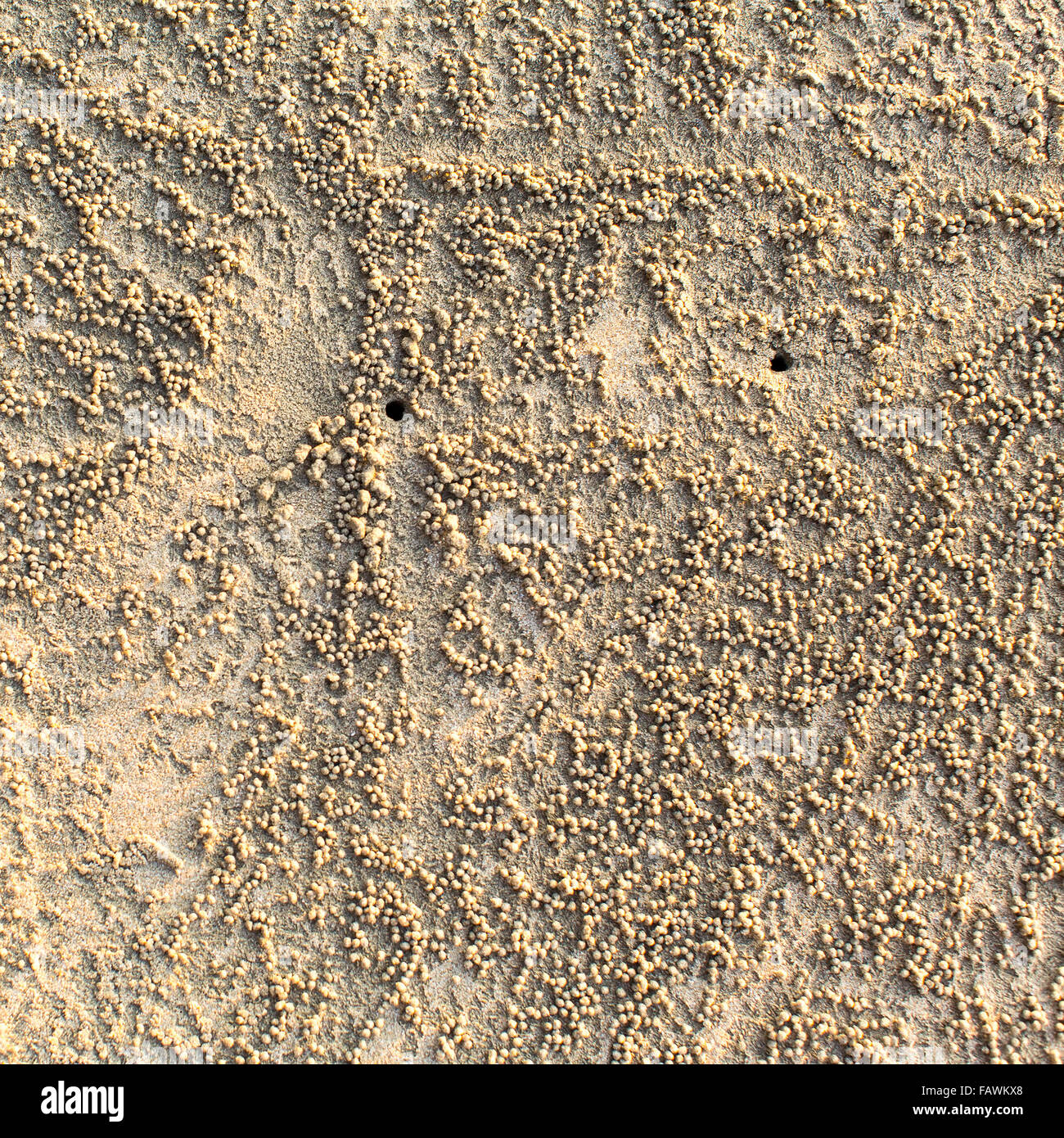 Sand crab crabs beach pattern hi-res stock photography and images - Alamy