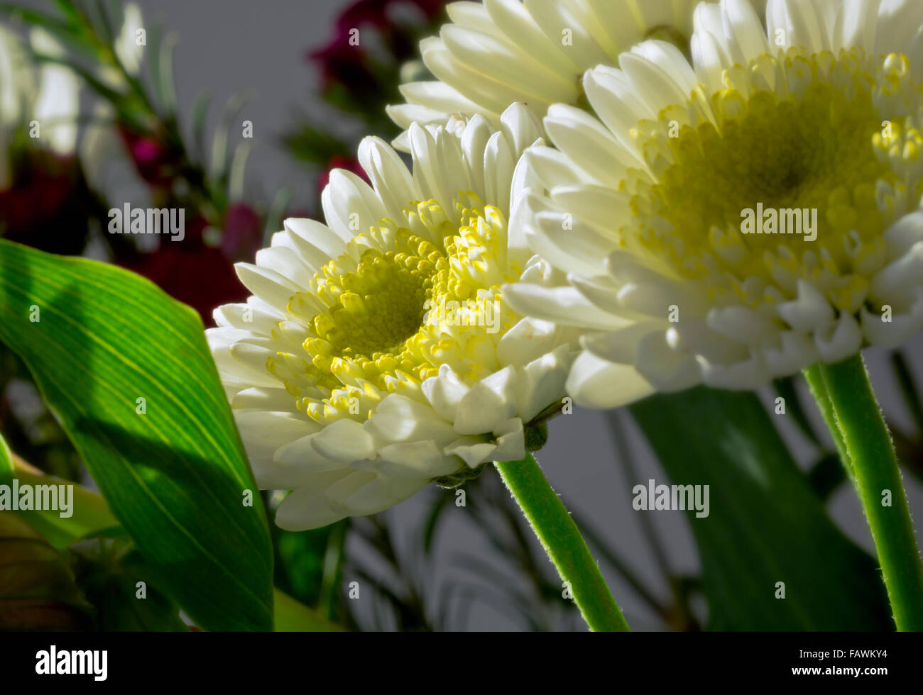 WA12487-00...WASHINGTON - A flower arrangement Stock Photo - Alamy