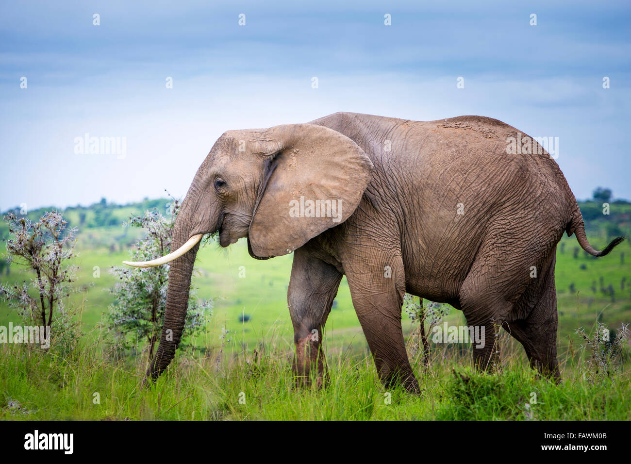Elephant tusk falls hi-res stock photography and images - Alamy