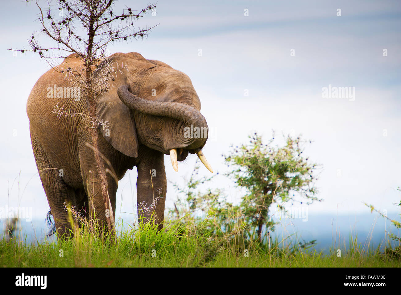 Elephant over 1 hi-res stock photography and images - Alamy