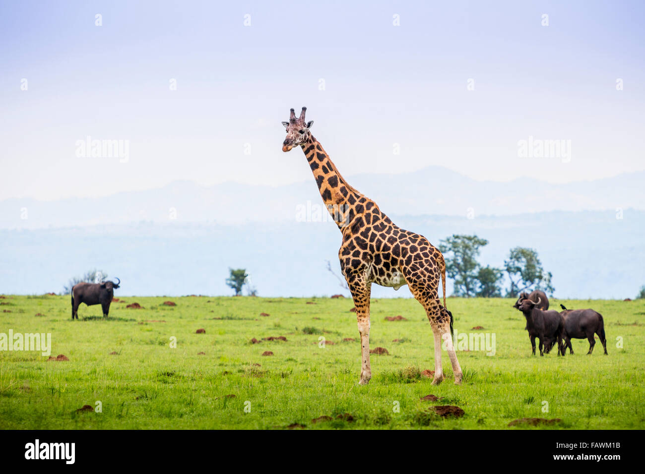 Giraffe and water buffalo (Bubalus bubalis), Murchison Falls National ...