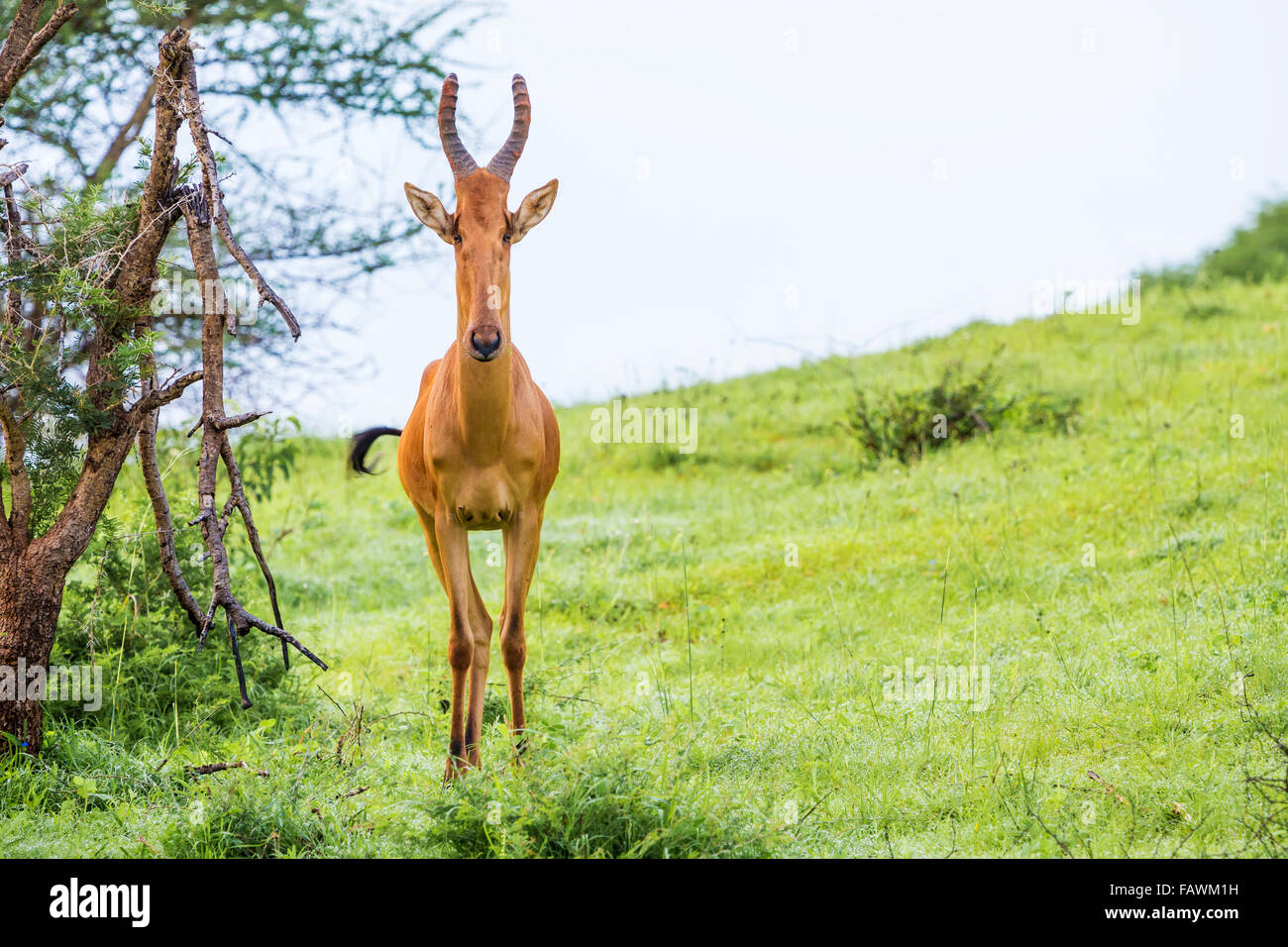 High shouldered and somewhat awkward looking antelope with a long ...