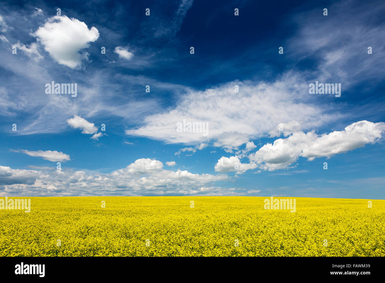 Flowering canola field with clouds and blue sky; Alberta, Canada Stock ...