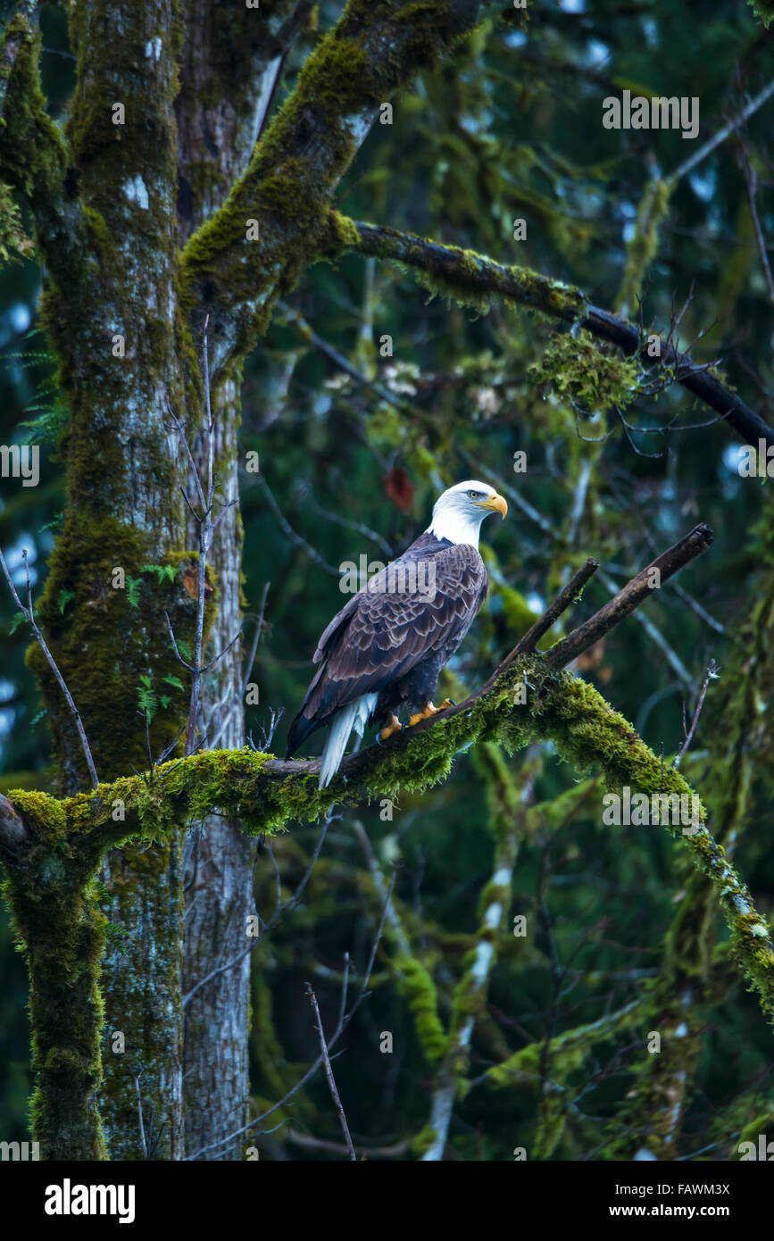 Skagit river bald eagle hi-res stock photography and images - Alamy