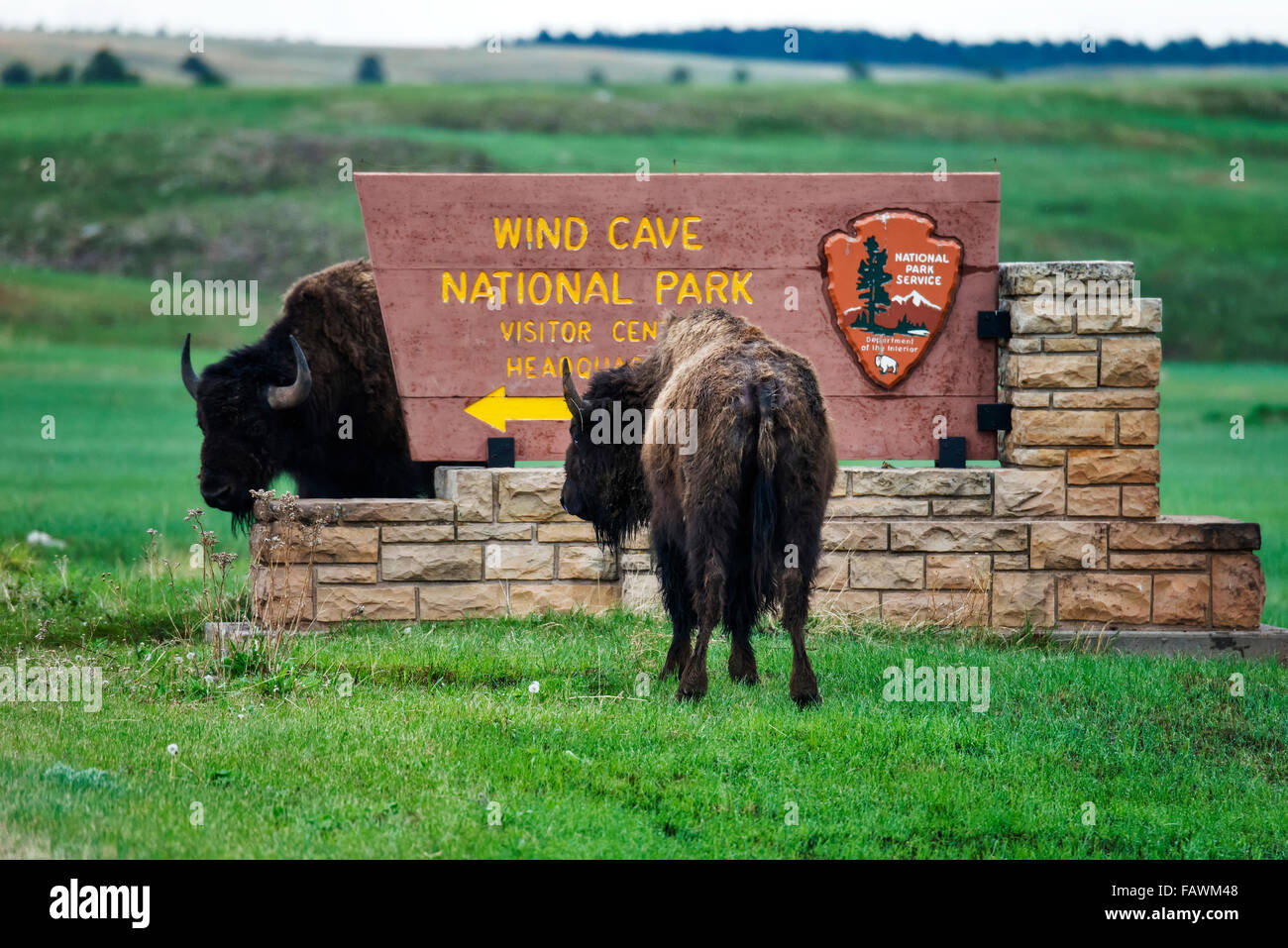Bison, Wind Cave National Park; South Dakota, United States of America ...