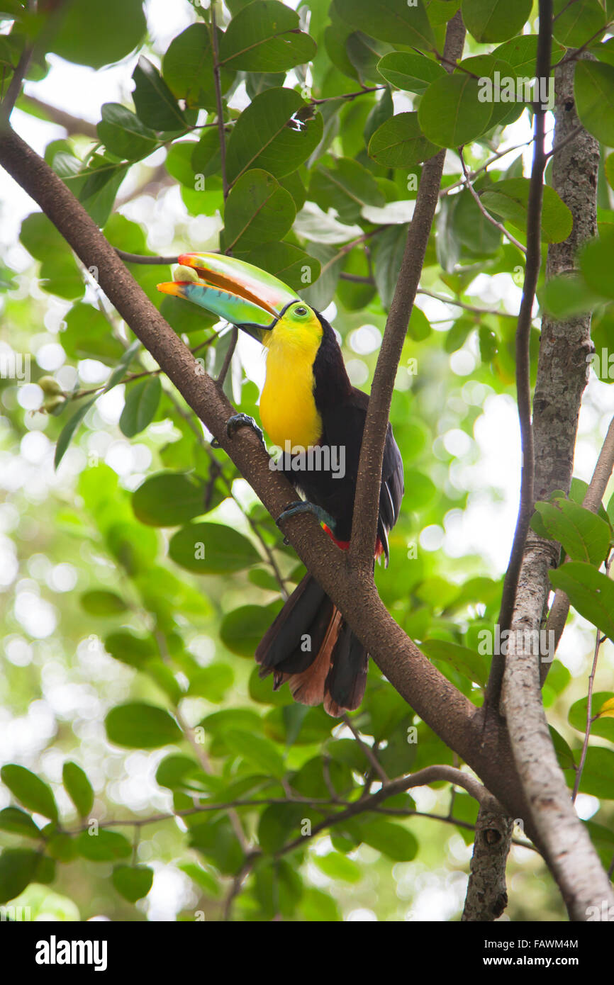 Keel-billed toucan (Ramphastos sulfuratus) with nut in beak; Cartagena ...