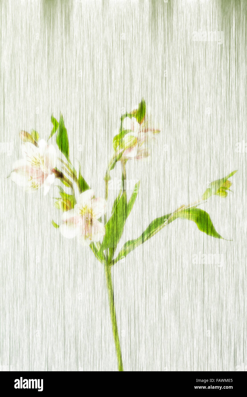 WA12501-00...WASHINGTON - A flower from a floral arrangement Stock ...