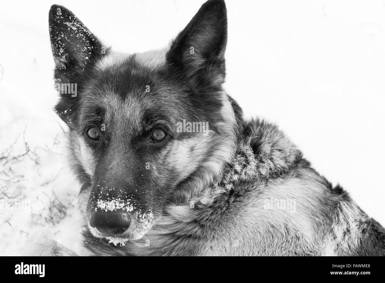 Dog in winter Black and White Stock Photos & Images - Alamy