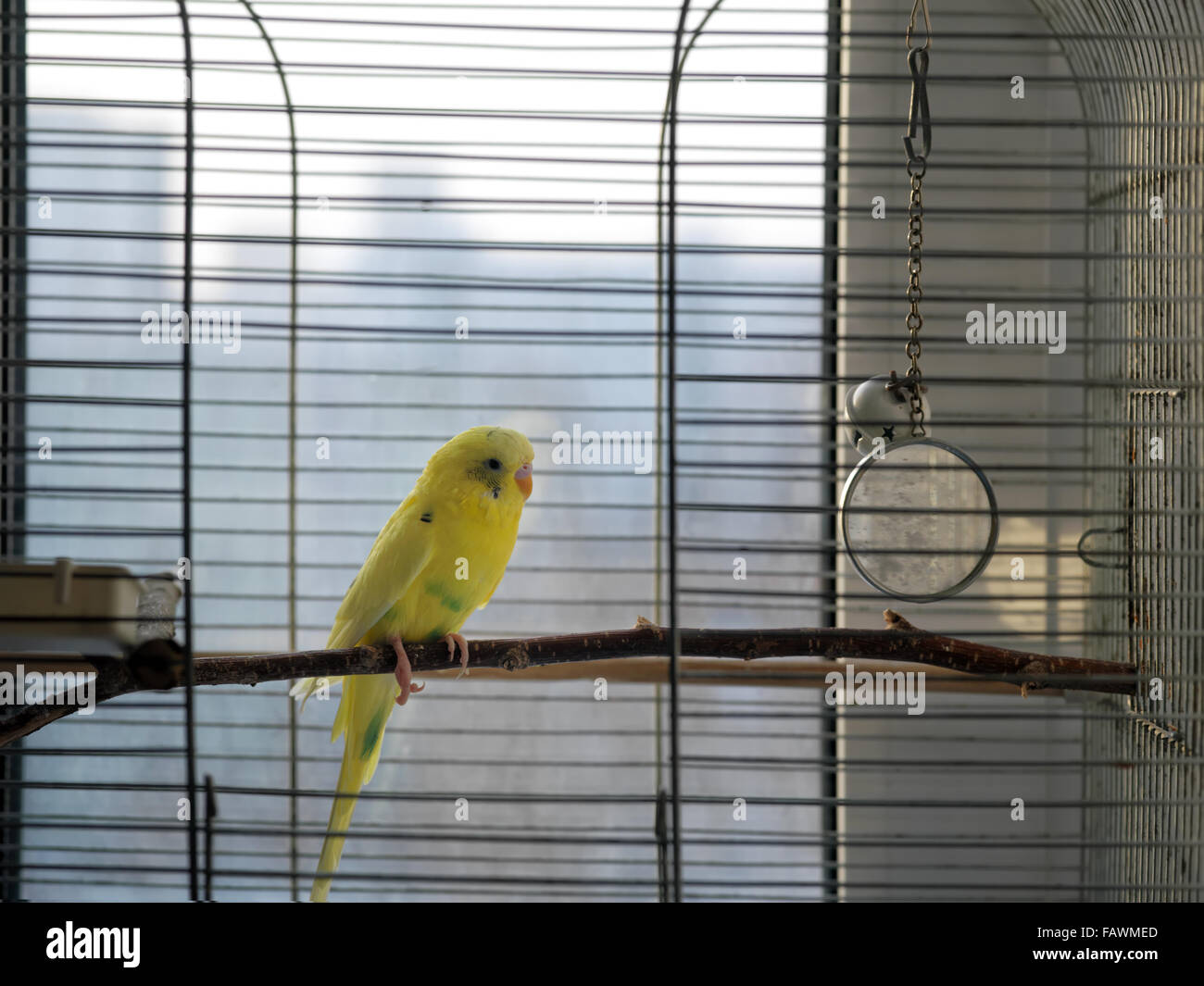 Parrot on perch Stock Photo - Alamy
