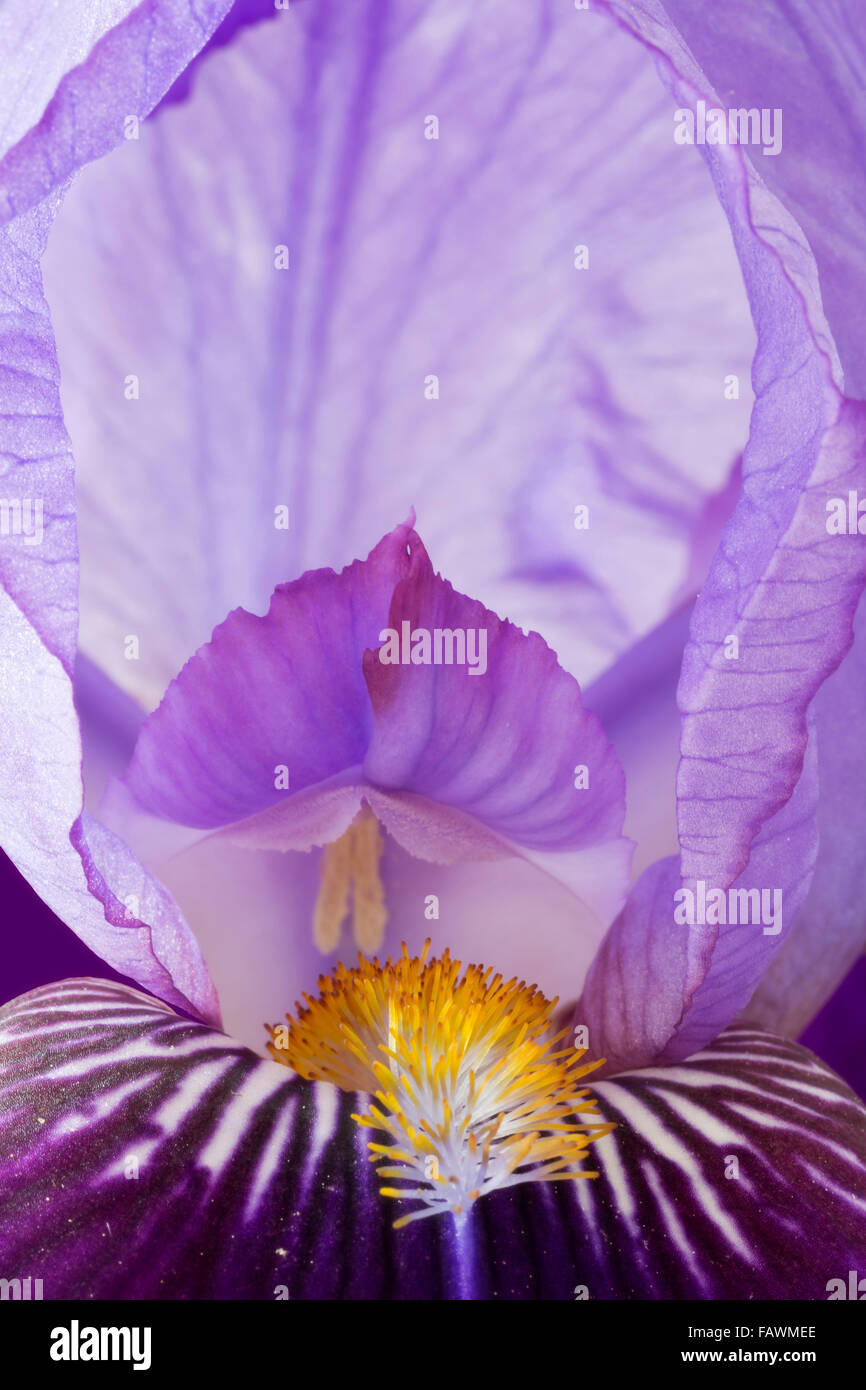 Two lipped flowers hi-res stock photography and images - Alamy
