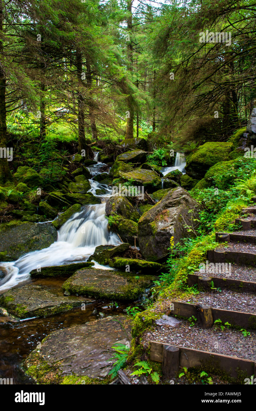 Gougane barra forest park hi-res stock photography and images - Alamy
