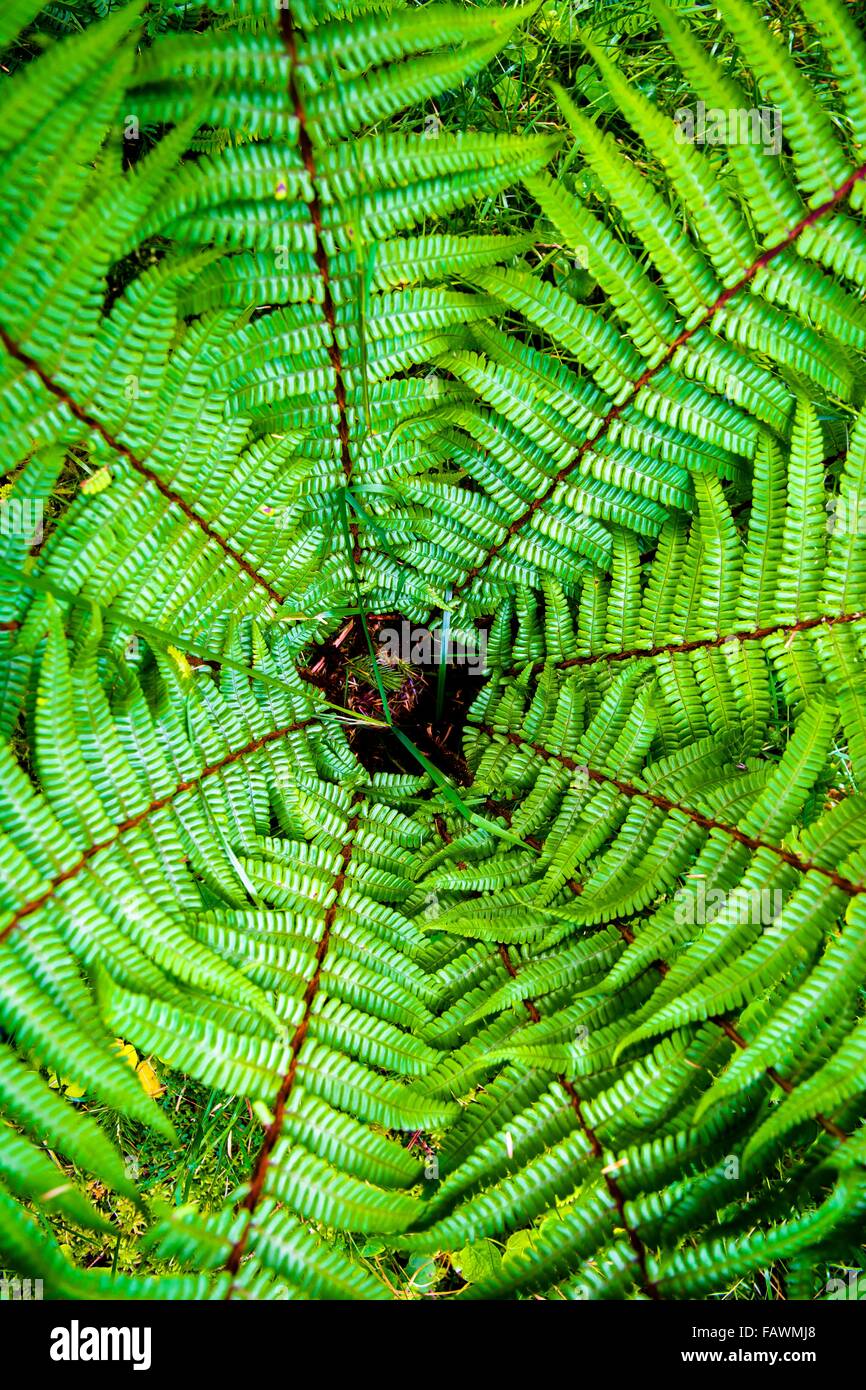 Circular fern pattern hi-res stock photography and images - Alamy