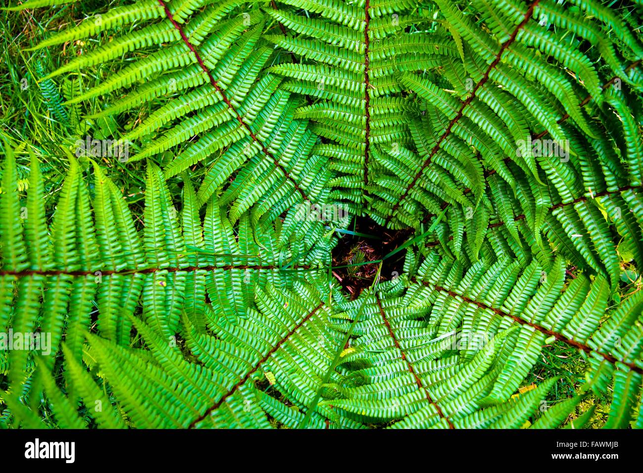 Circular Pattern of a Fresh Fern Stock Photo - Alamy