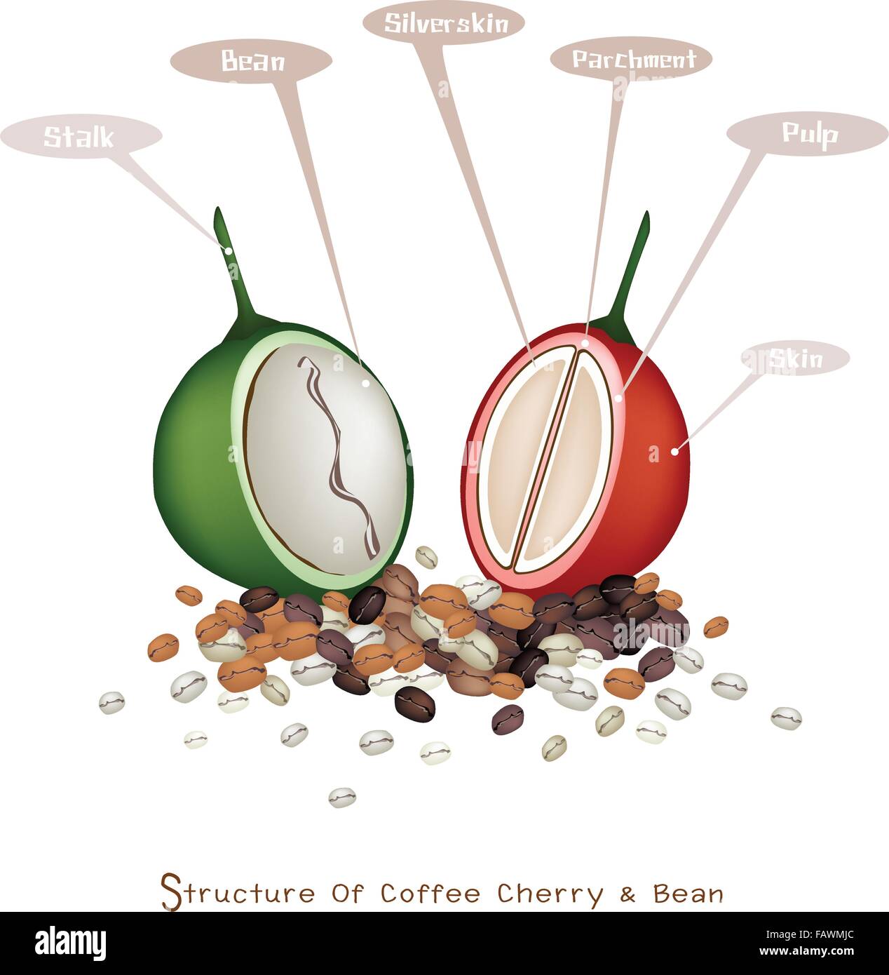 An Illustration Structure of Coffee Cherry and Coffee Bean, Stalk, Bean ...