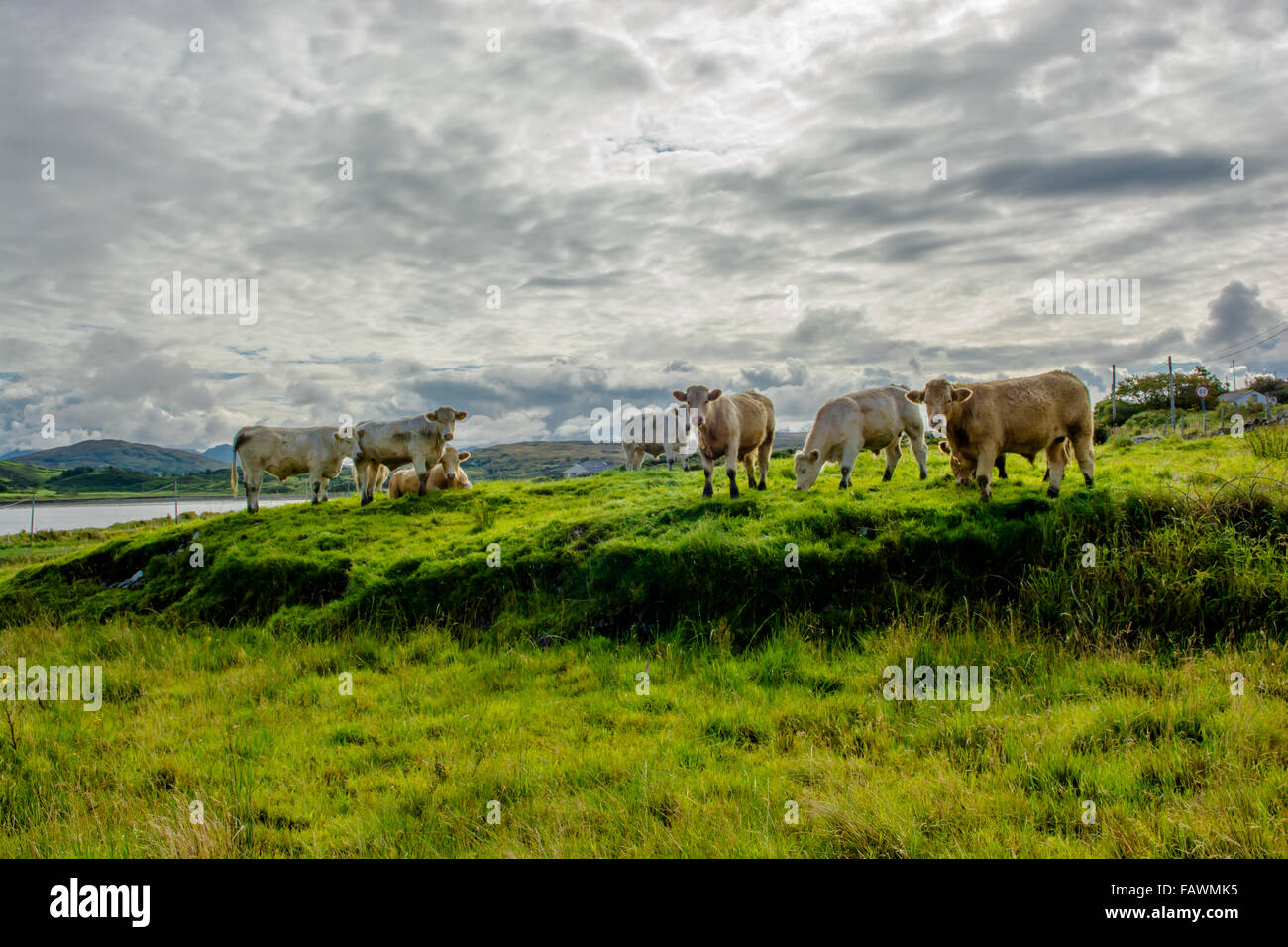 Cow bull ireland hi-res stock photography and images - Alamy