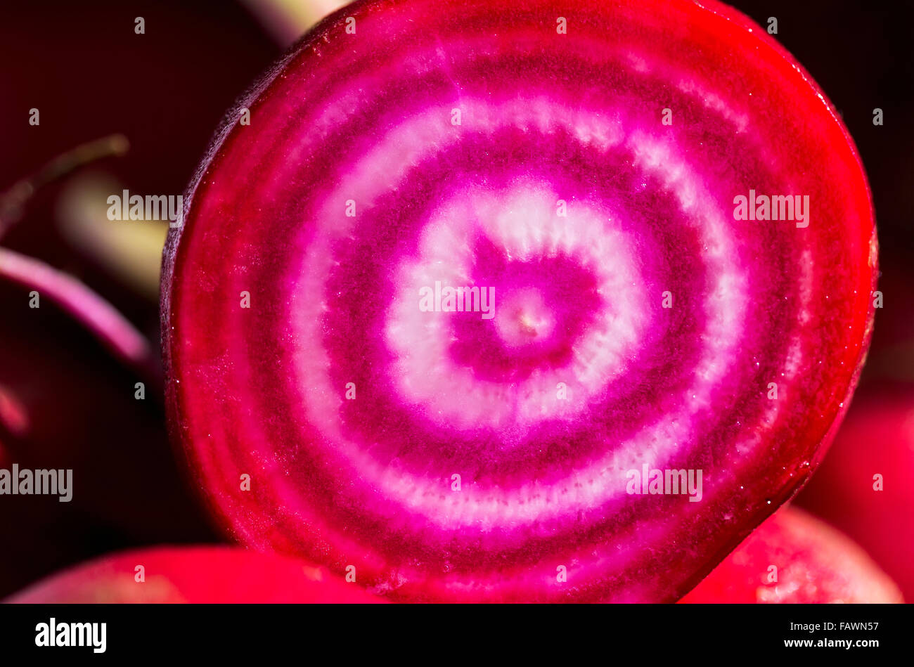 Close up of a cross section of red and white striped beet; Calgary ...
