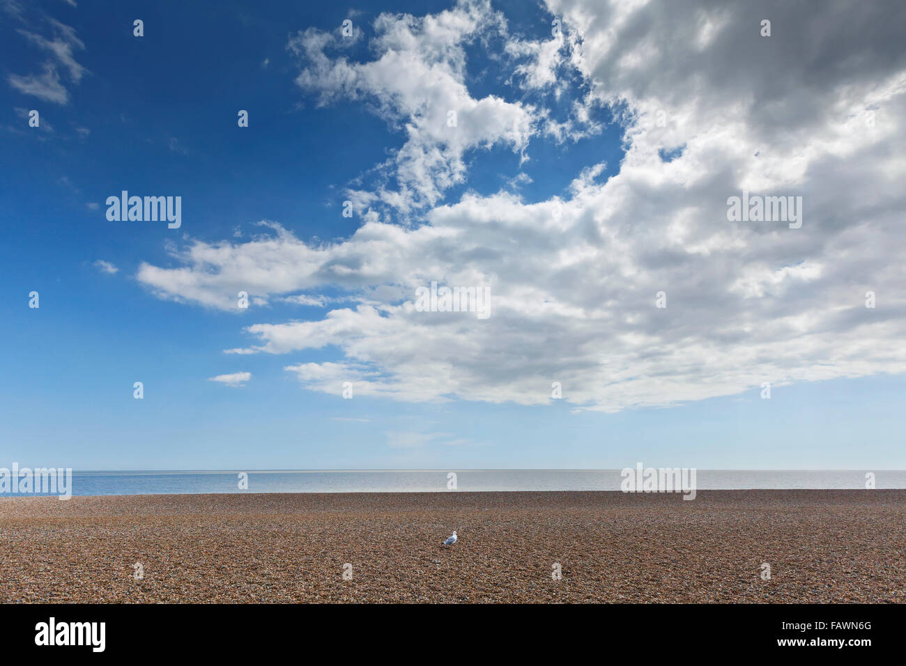 Lone bird on an empty beach with blue sky and cloud over the ocean ...