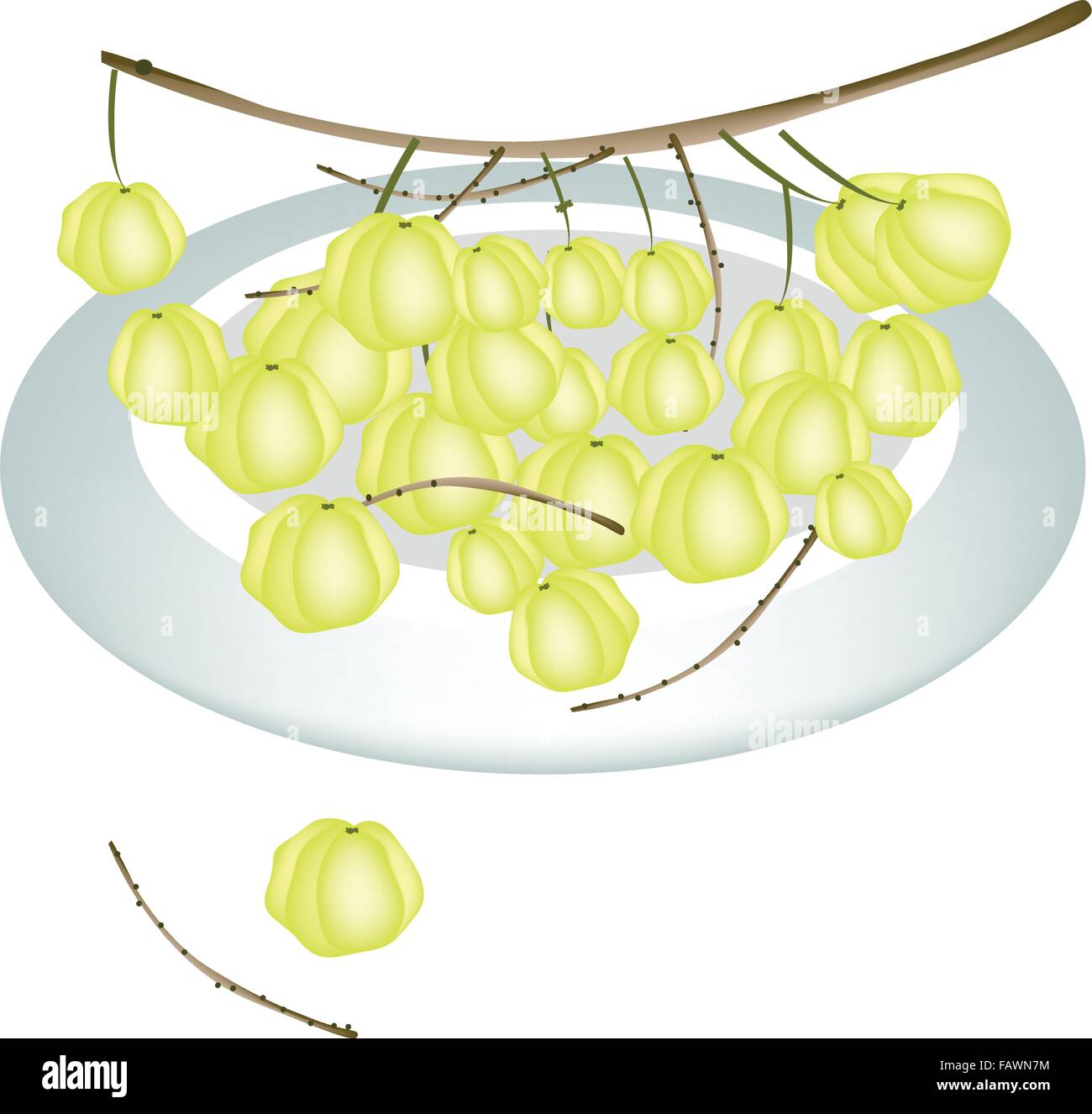 Gooseberry gooseberries branch Stock Vector Images - Alamy