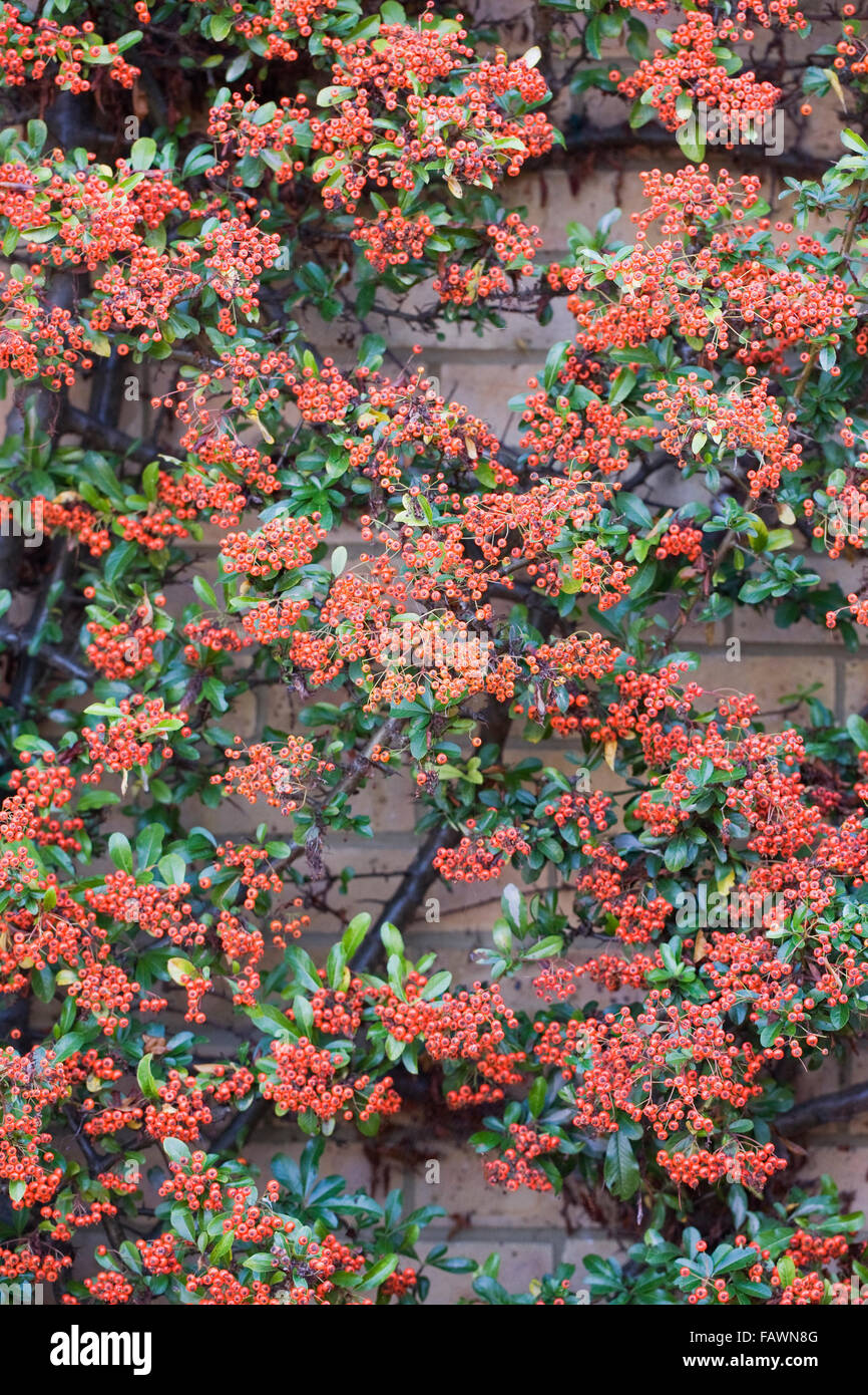Pyracantha berries. Pyracantha trained against a brick wall Stock Photo ...