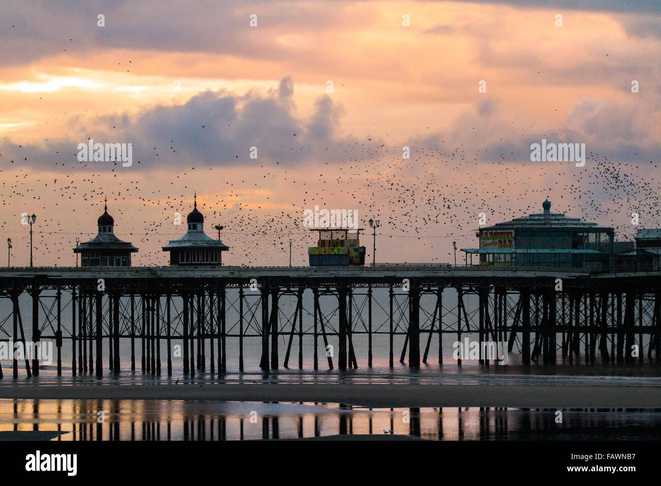 Birds in Flight, flying in the clouds flocks of Starlings at Blackpool ...