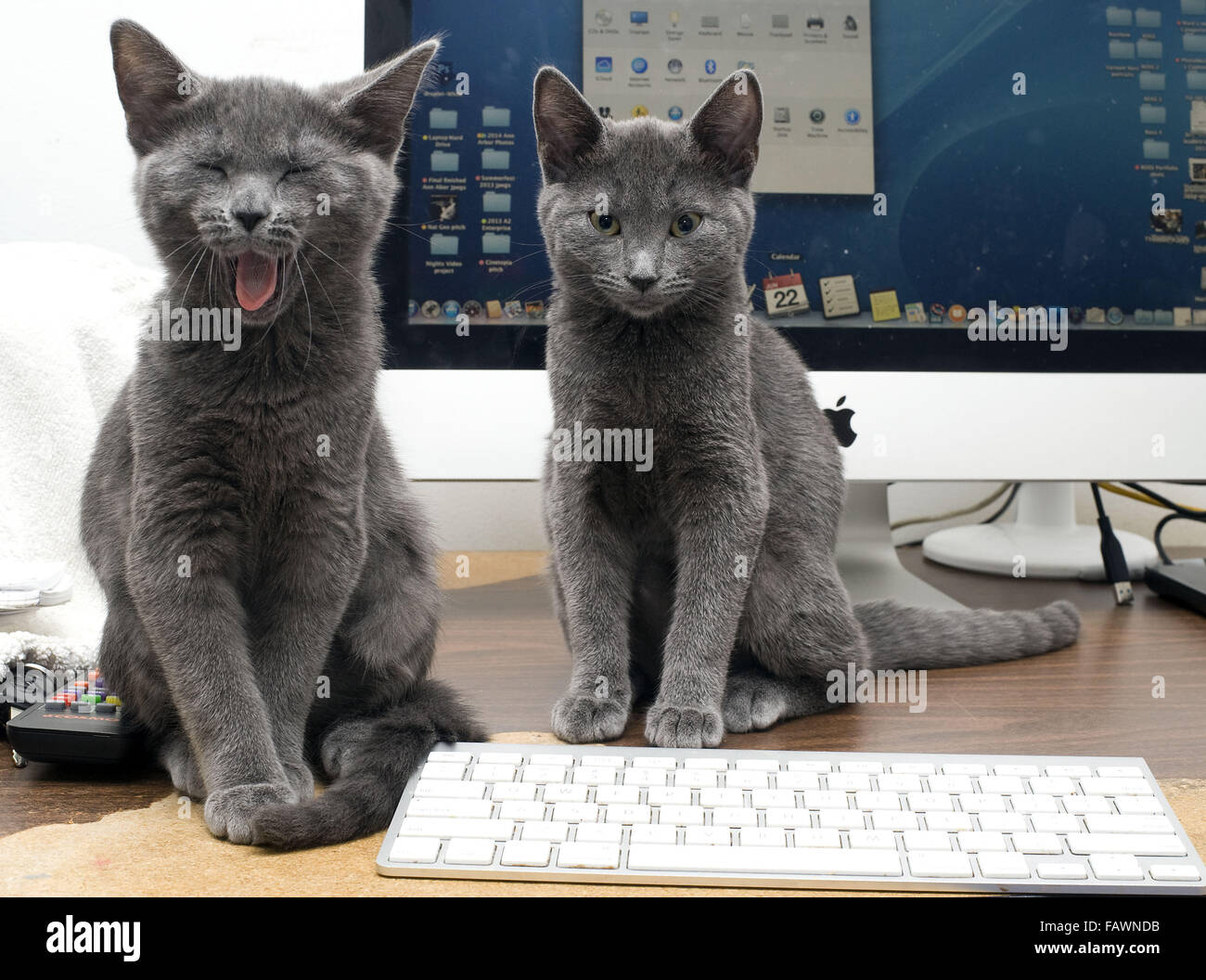 Computer kittens hi-res stock photography and images - Alamy