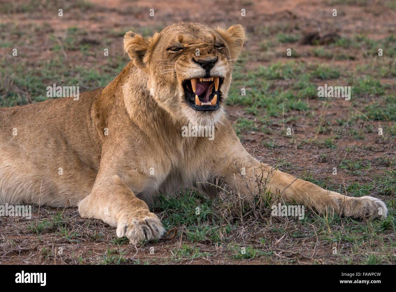 Lioness (Panthera leo) baring teeth, Sabi Sands Game Reserve, Sabi Sabi ...