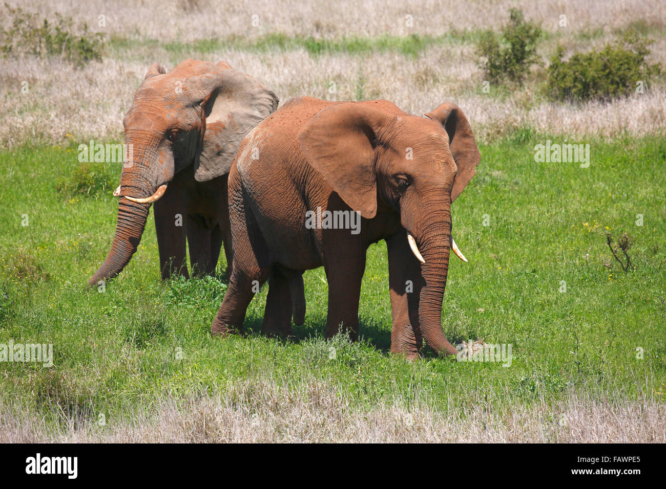 Red mud hi-res stock photography and images - Alamy