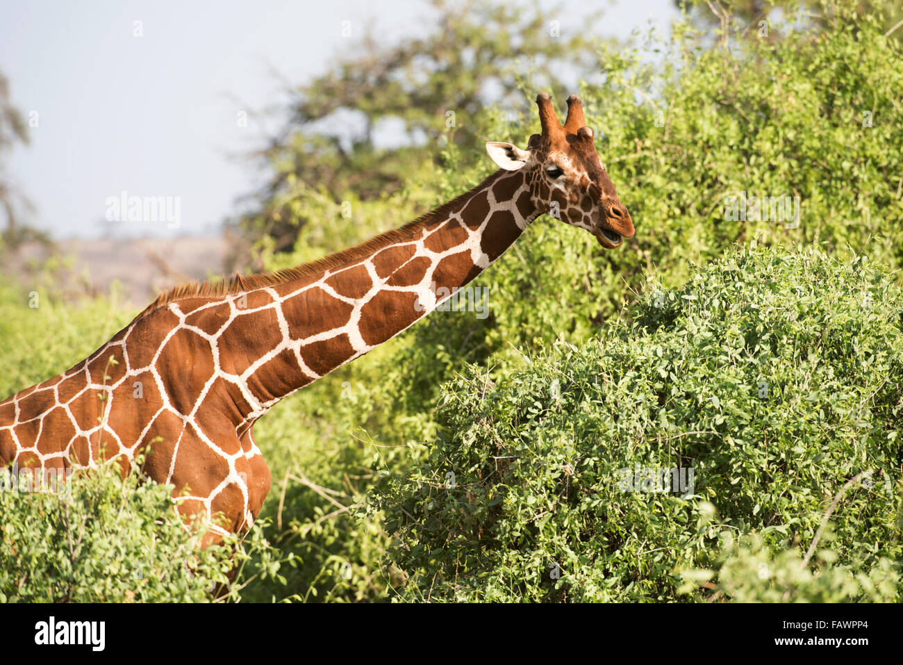 Close up of head and shoulders of a Reticulated Giraffe (Giraffa ...