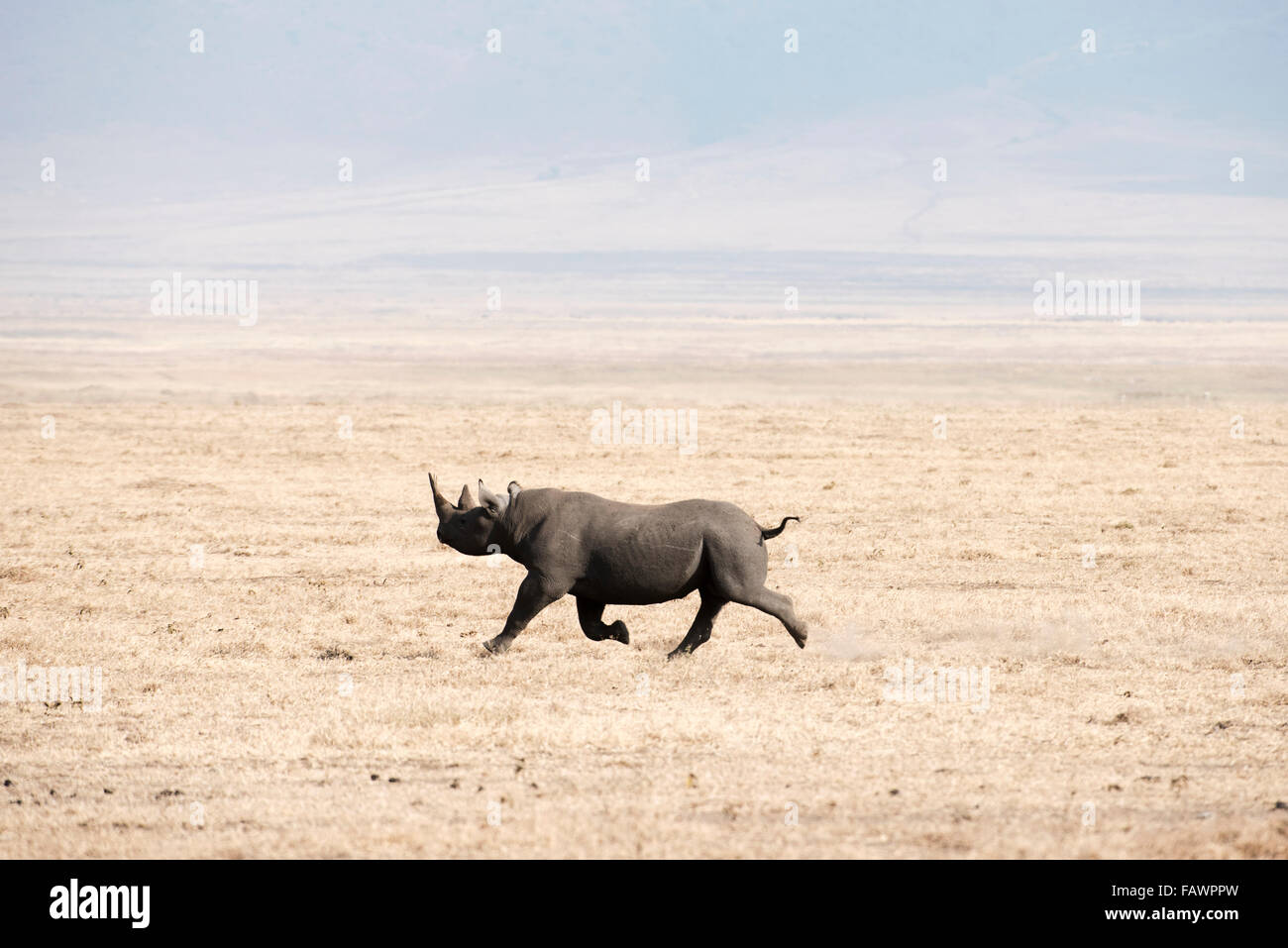 Black rhinoceros running hi-res stock photography and images - Alamy