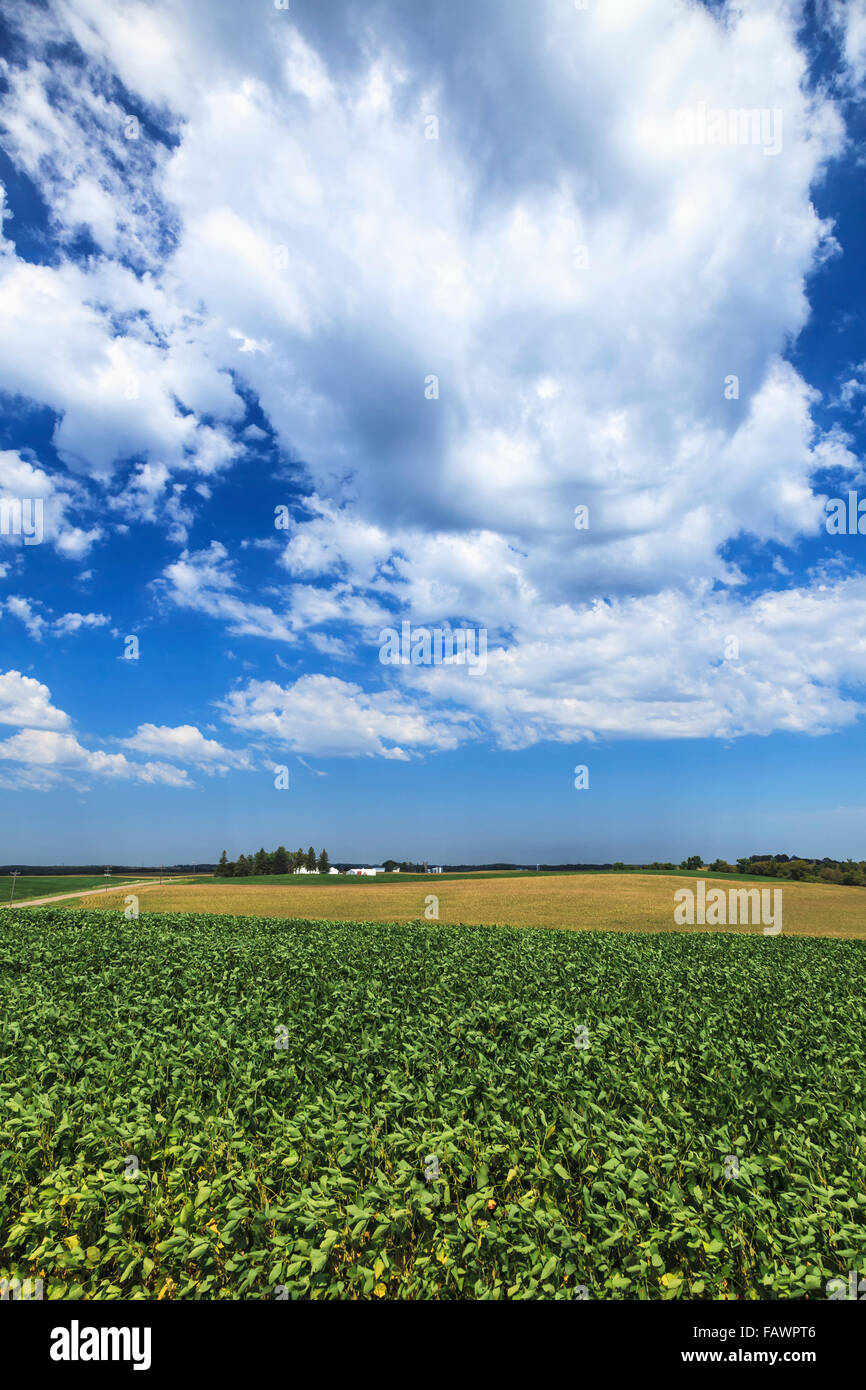 Soybean and corn fields; Richmond, Minnesota, United States of America ...
