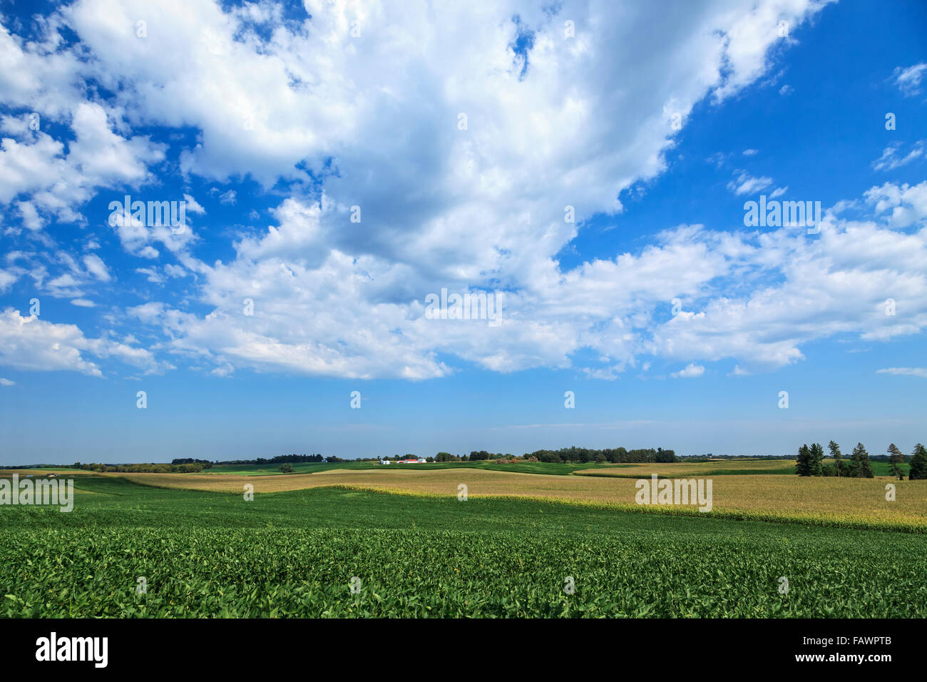Soybean and corn fields in central Minnesota; Richmond, Minnesota ...