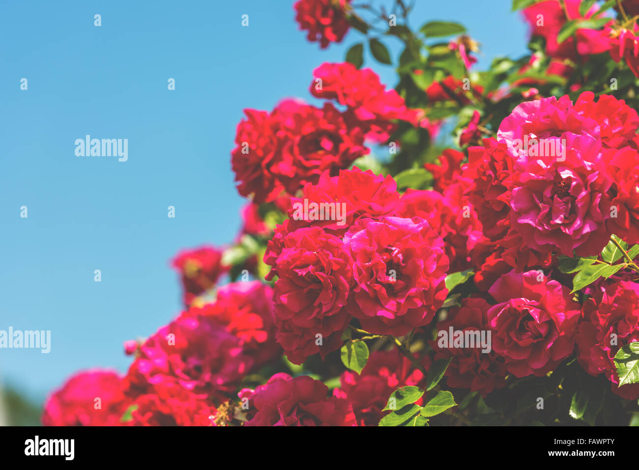 Bush of beautiful roses in a garden. Horizontal shot Stock Photo - Alamy